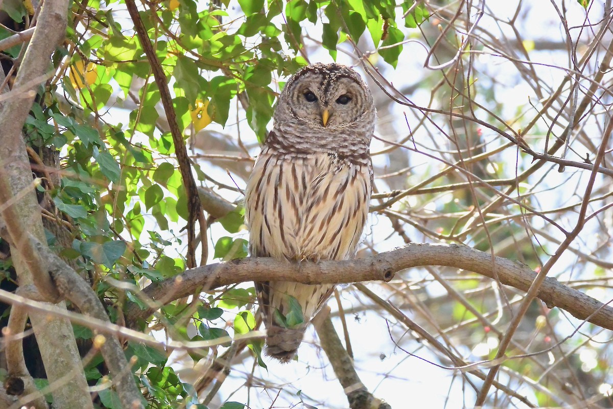 eBird Checklist - 1 Apr 2023 - Providence RECenter - 31 species