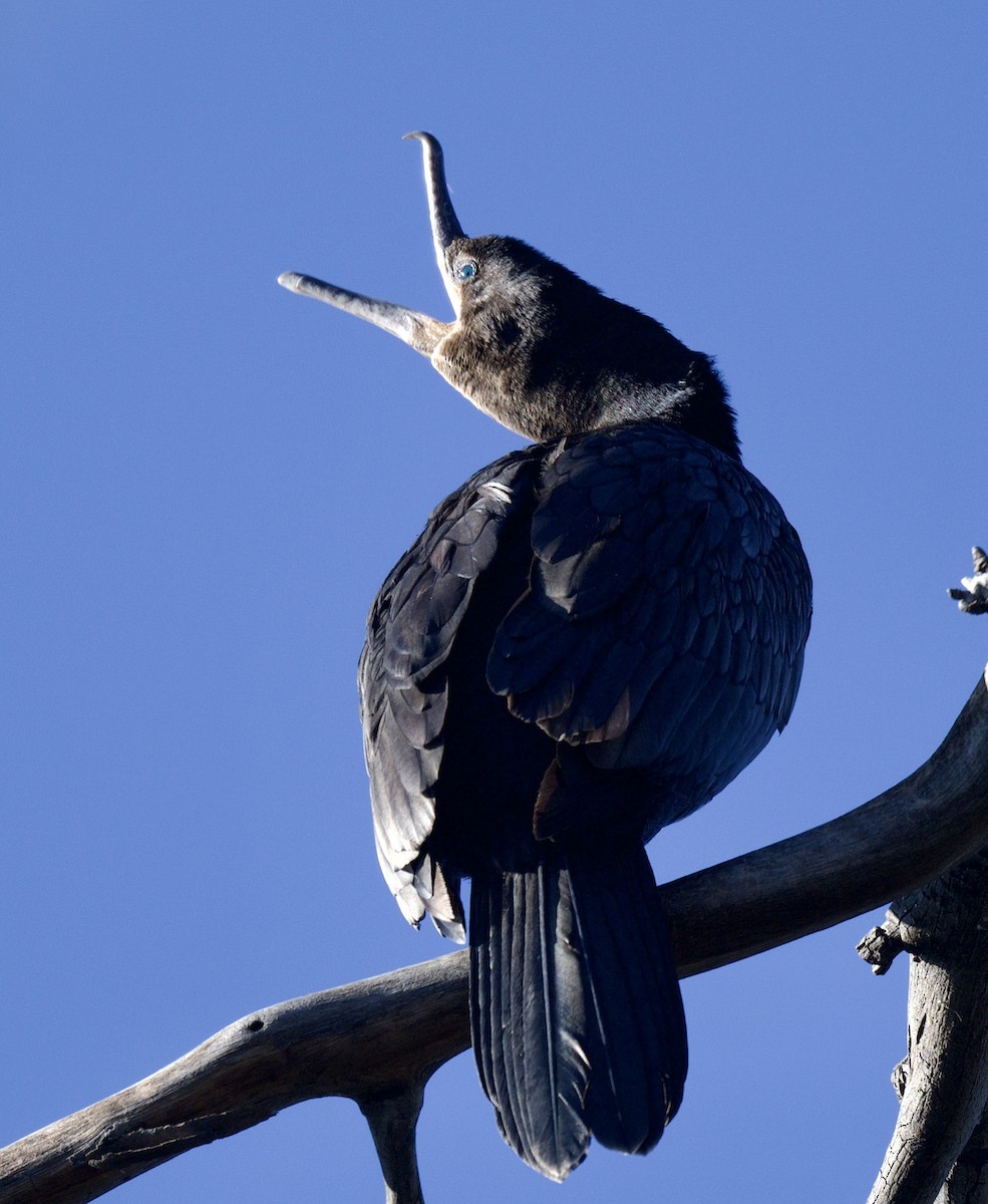 eBird Checklist - 1 Apr 2023 - Frank G. Bonelli RP/Puddingstone ...
