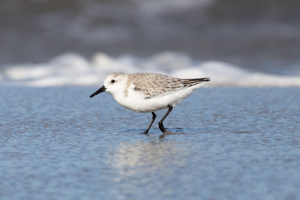eBird Checklist - 4 Mar 2023 - Broadkill Beach - 5 species (+1 other taxa)