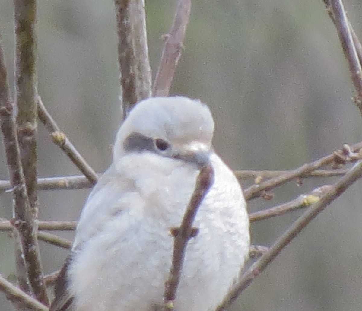 eBird Checklist - 1 Apr 2023 - Wapato Lake NWR - 27 species