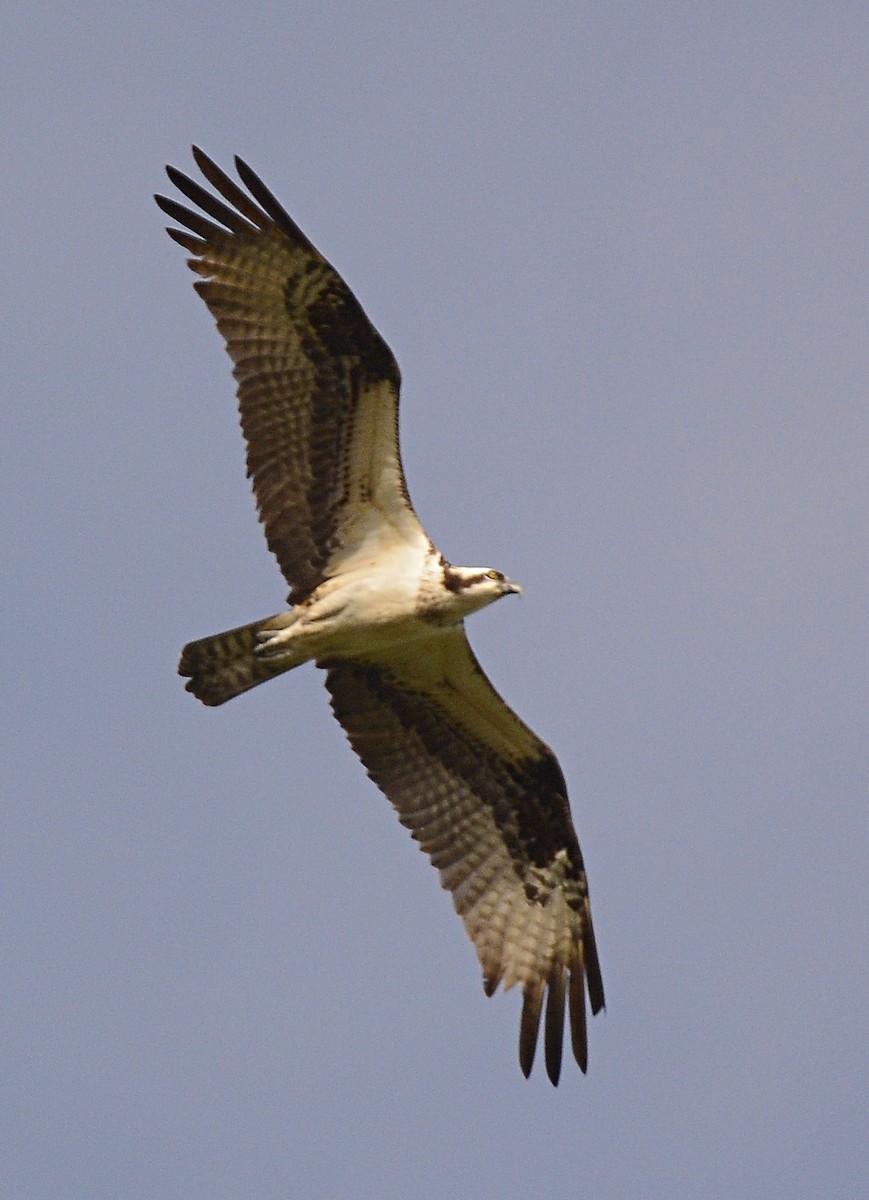 eBird Checklist - 1 Apr 2023 - Big Talbot Migration Observation Site ...