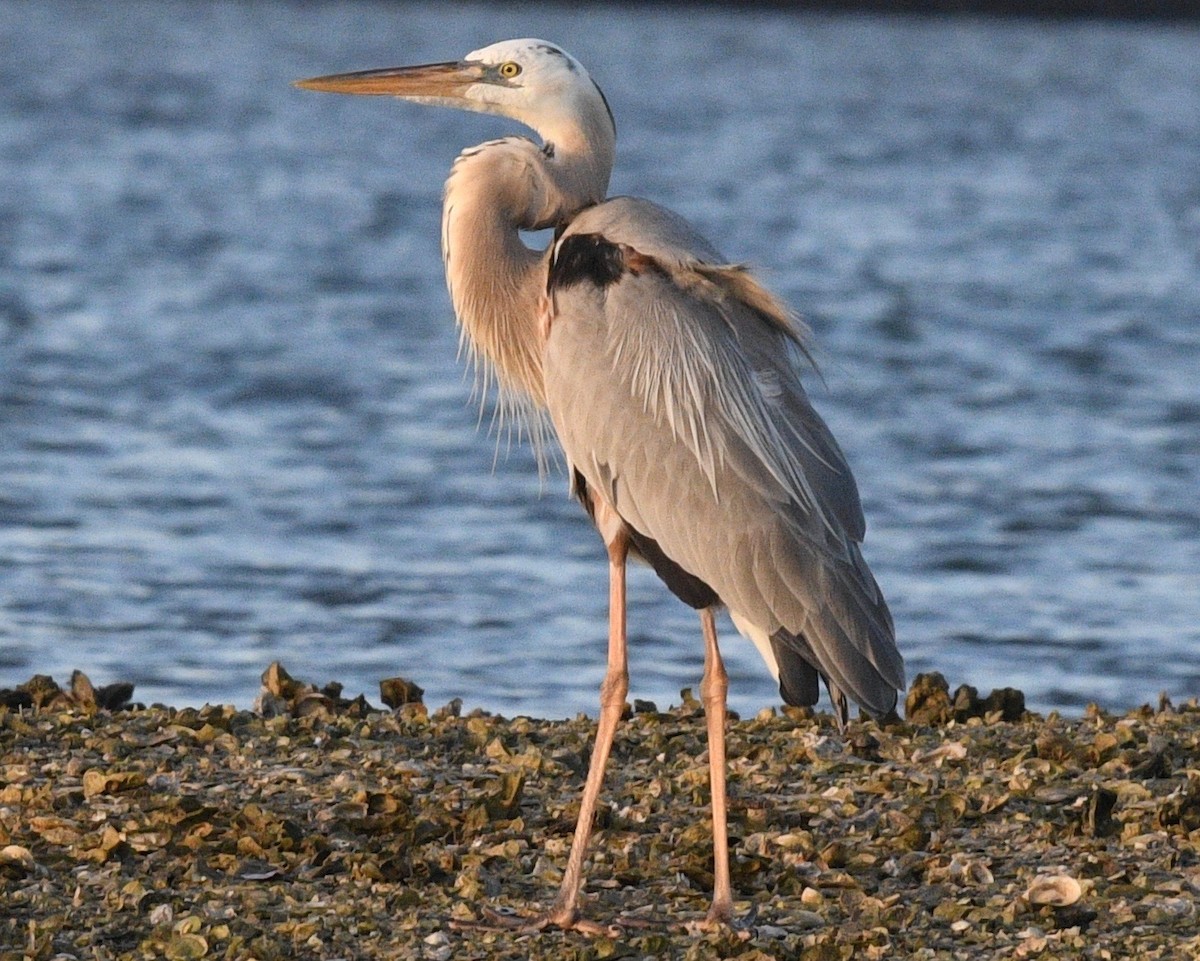 eBird Checklist - 1 Apr 2023 - Ten Thousand Islands NWR - 20 species ...