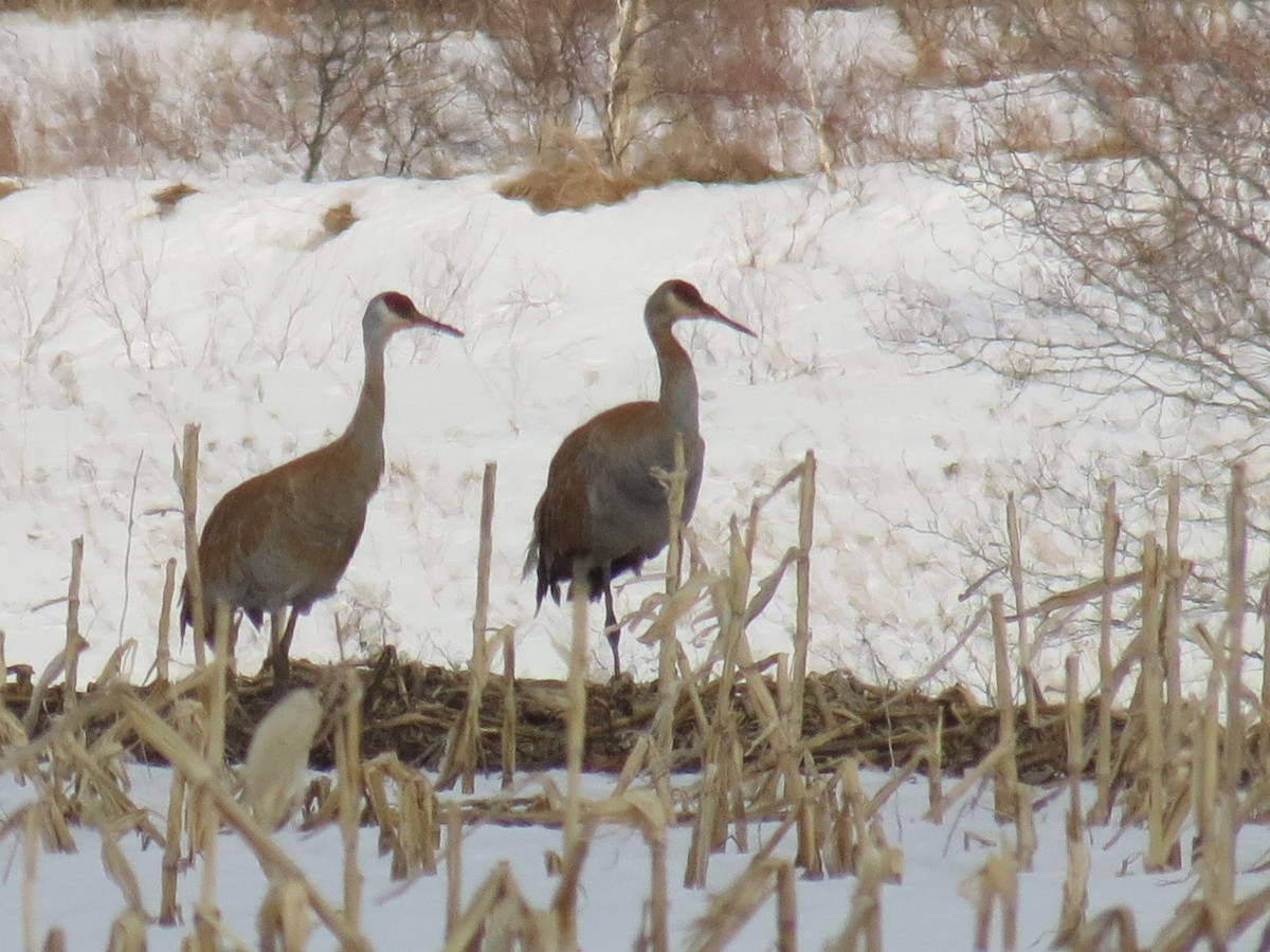 eBird Checklist - 1 Apr 2023 - 709-751 3e Rang, Saint-Georges-de ...