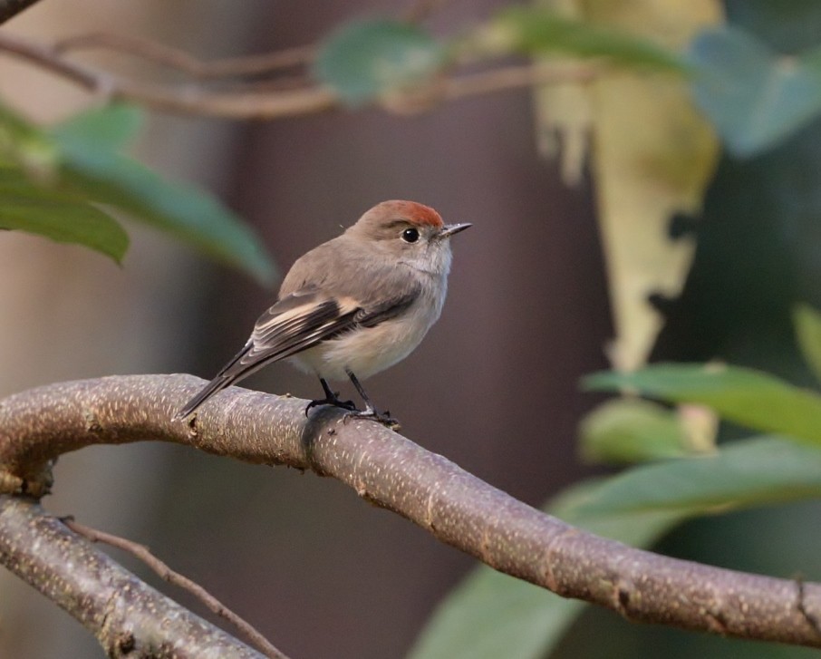 eBird Checklist - 2 Apr 2023 - Kumbartcho Sanctuary - 45 species