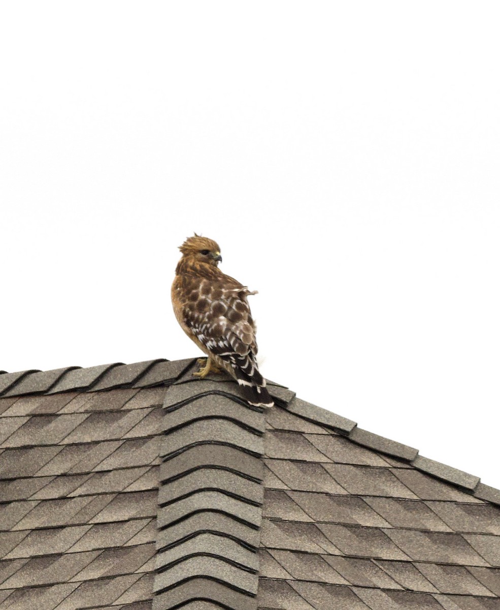 eBird Checklist - 10 Feb 2023 - Sutton yard - 5 species