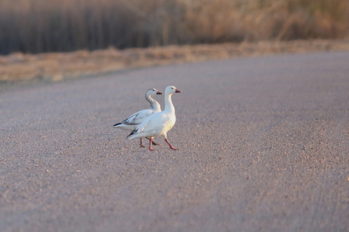 eBird Checklist - 29 Mar 2023 - Bosque del Apache NWR - 63 species (+1 ...
