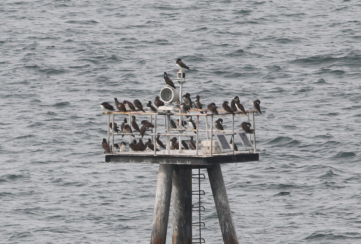 eBird Checklist - 18 Mar 2023 - G "3C" Range Platform - 1 species