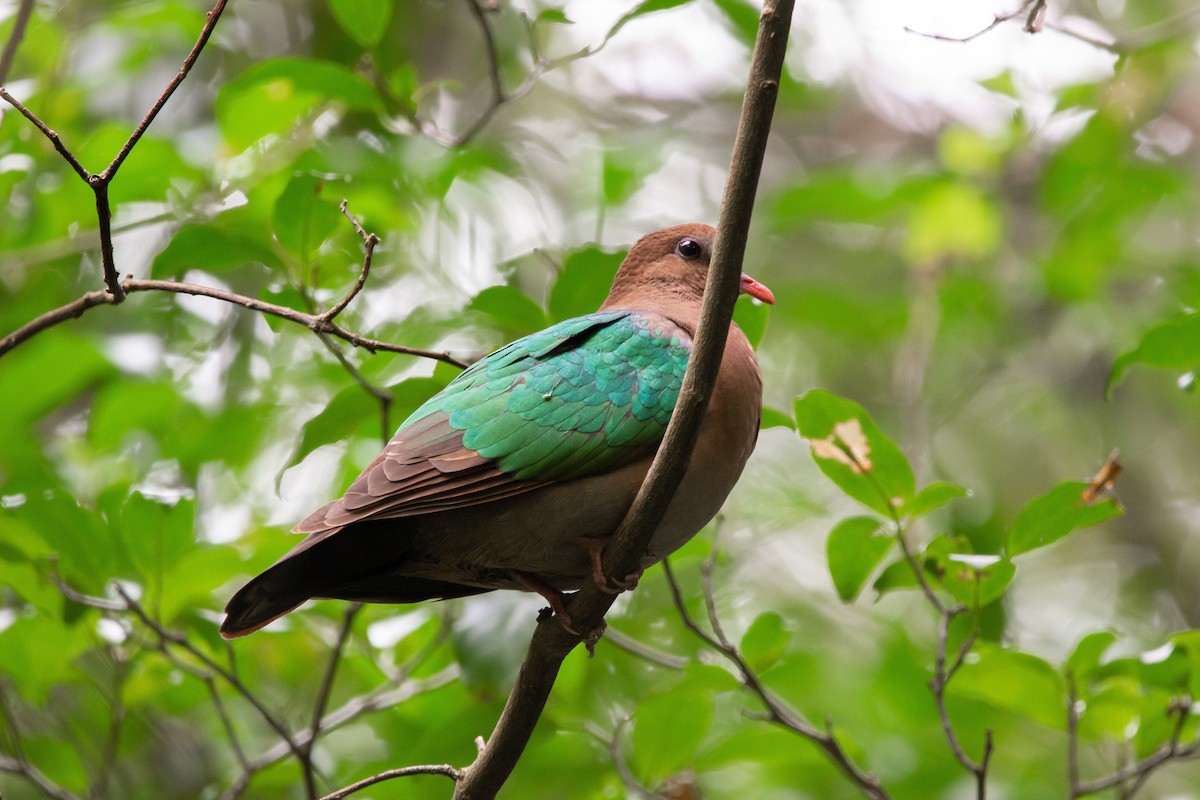 eBird Checklist - 1 Apr 2023 - Mount Keira - 28 species