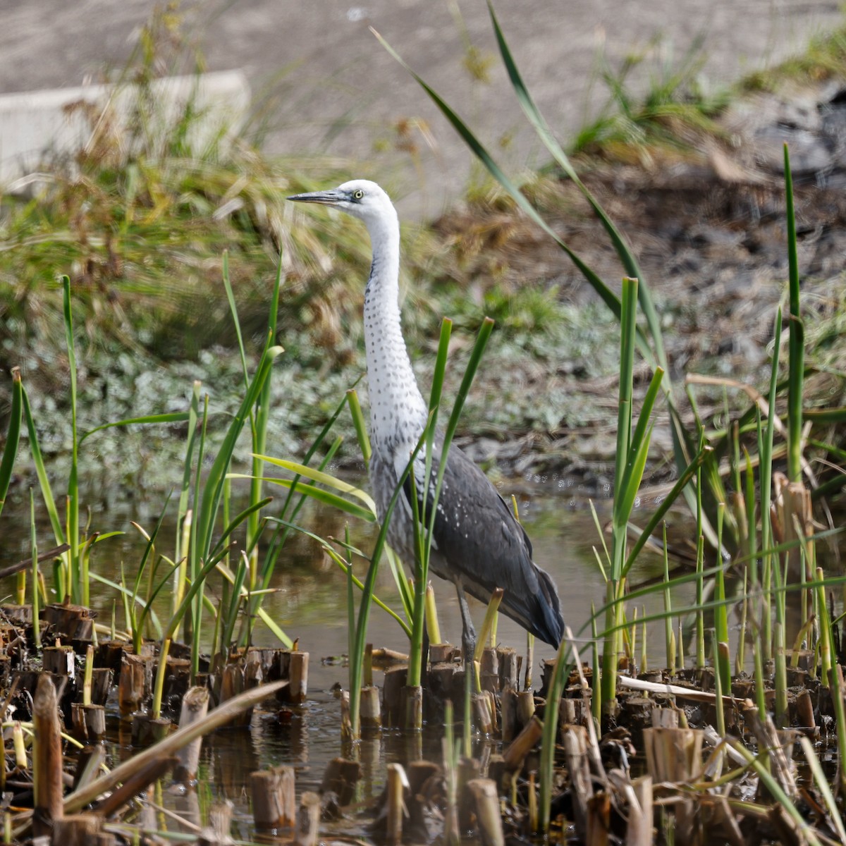 eBird Checklist - 2 Apr 2023 - Edgeworth Pond (Coombs) - 1 species