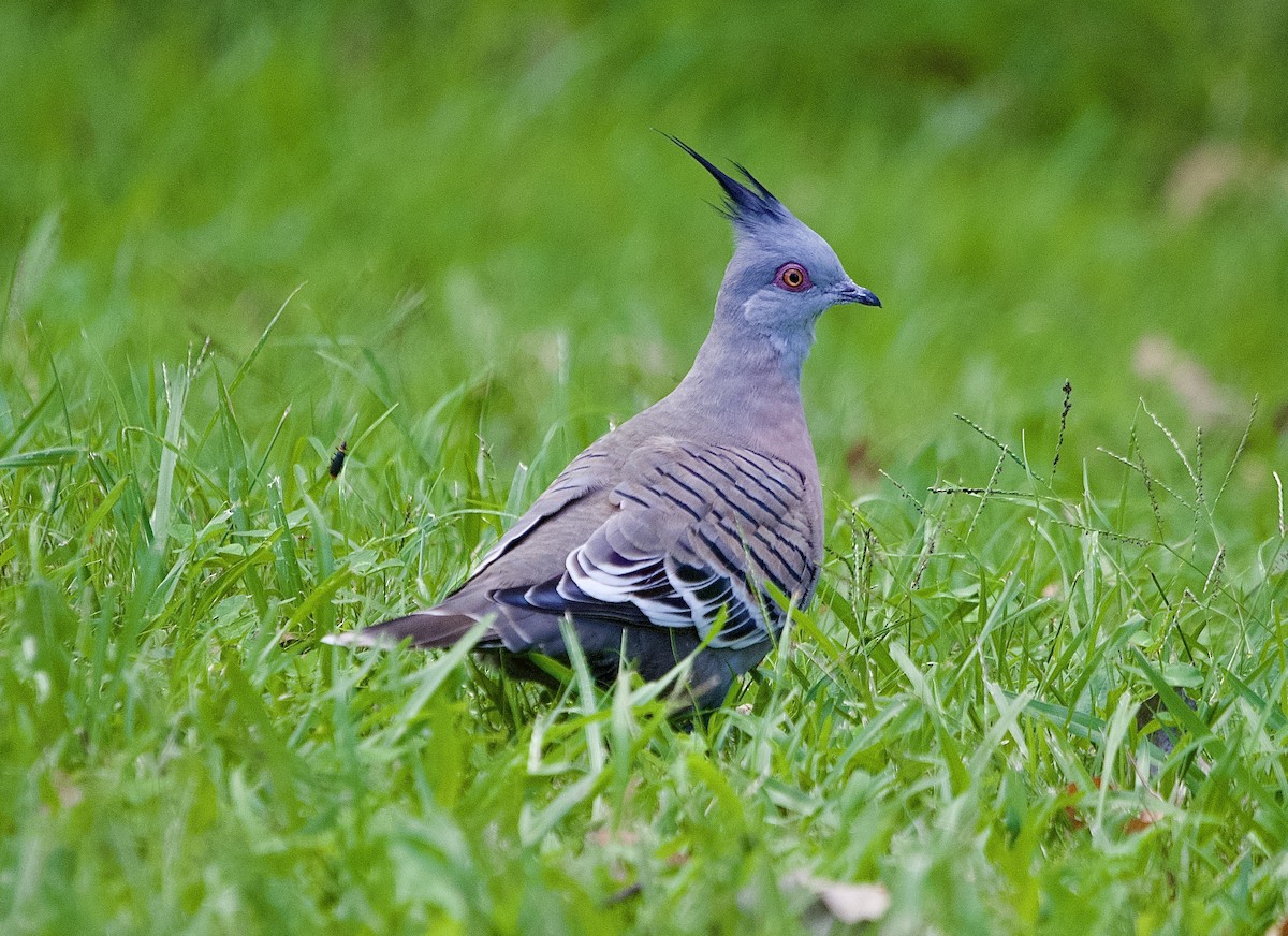 eBird Checklist - 2 Apr 2023 - Braye Park and nearby - 23 species