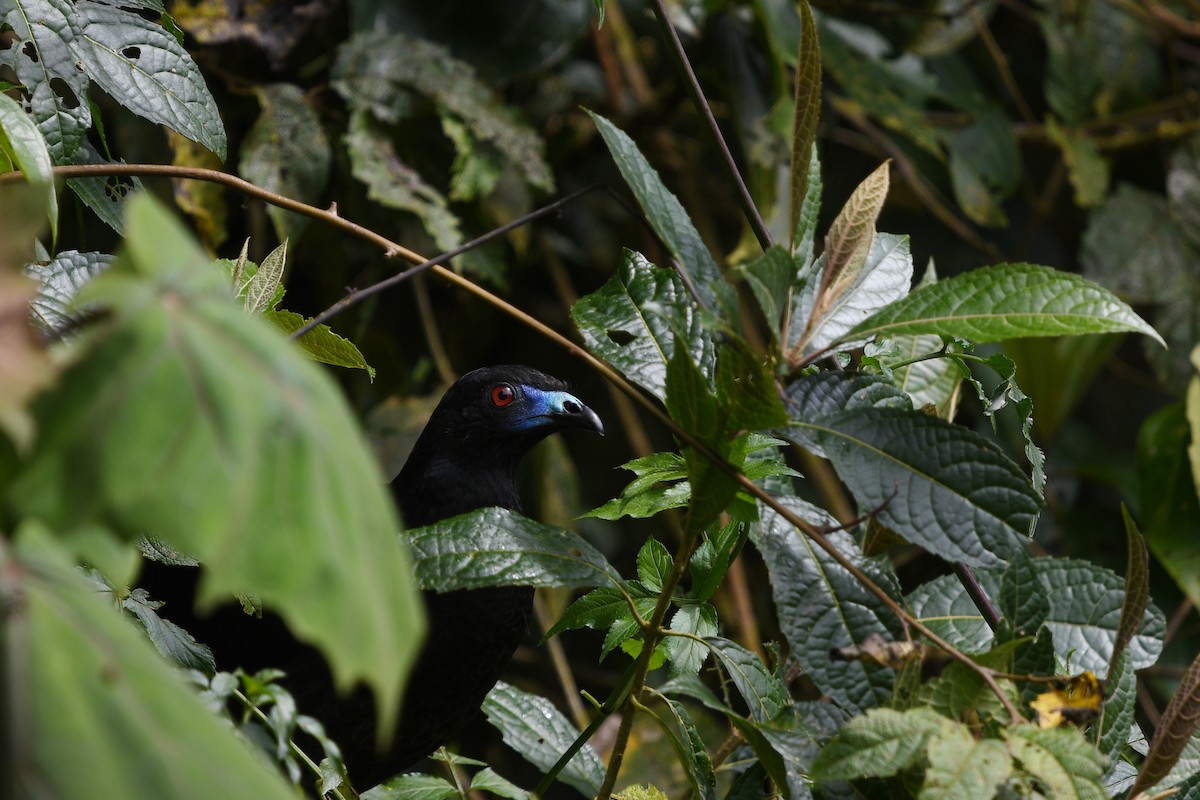 eBird Checklist - 15 Feb 2023 - Refugio de Vida Silvestre Cerro Dantas ...