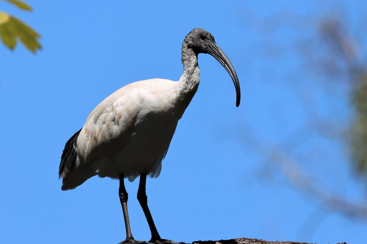 eBird Checklist - 2 Apr 2023 - Mareeba--Bicentennial Lakes - 22 species ...