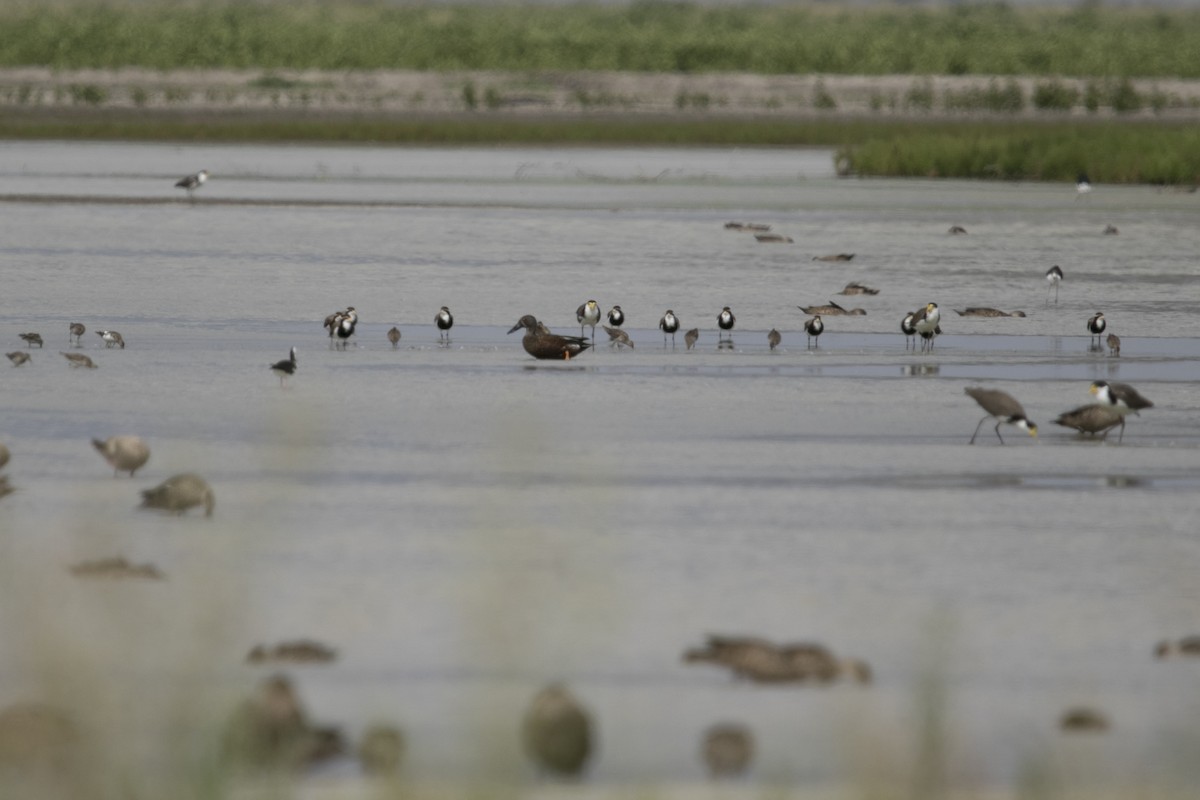eBird Checklist - 28 Feb 2023 - Mungindi, New South Wales, AU (-29.167 ...
