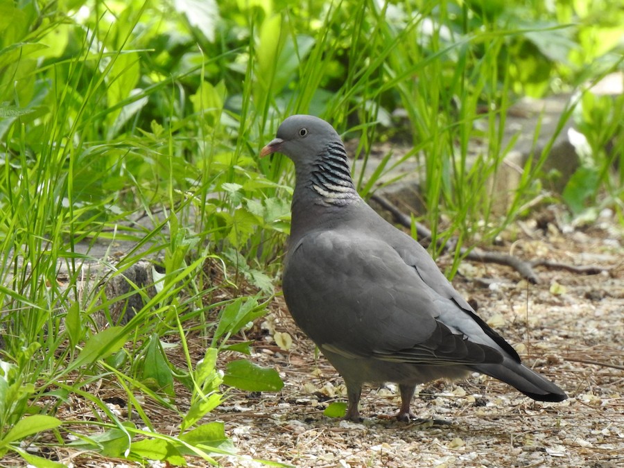 ringduva (casiotis) - eBird