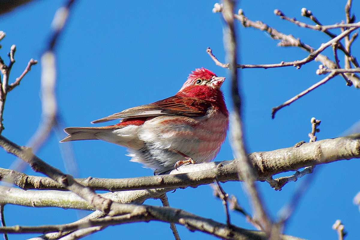 North Carolina Bird Atlas Checklist - 2 Apr 2023 - Linville Land Harbor ...