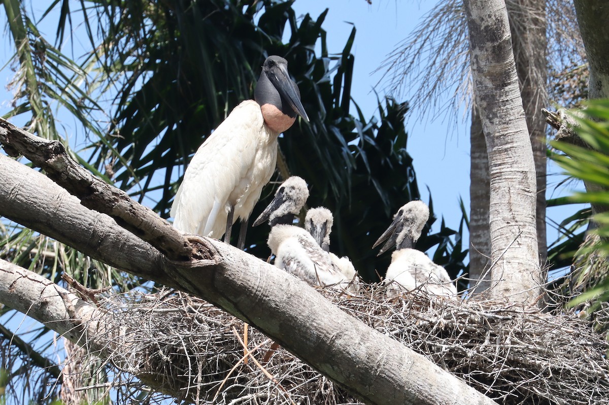 eBird Checklist - 23 Mar 2023 - Burrell Boom Cut--Belize River Bridge ...
