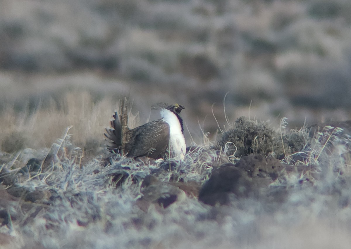 eBird Checklist - 2 Apr 2023 - Shaffer Sage Grouse Lek - 8 species