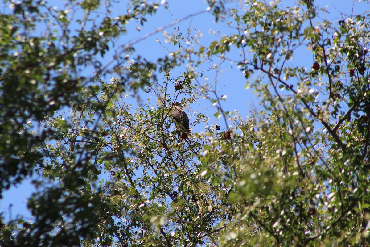 eBird Checklist - 26 Mar 2023 - Parque El Talapo - 34 species