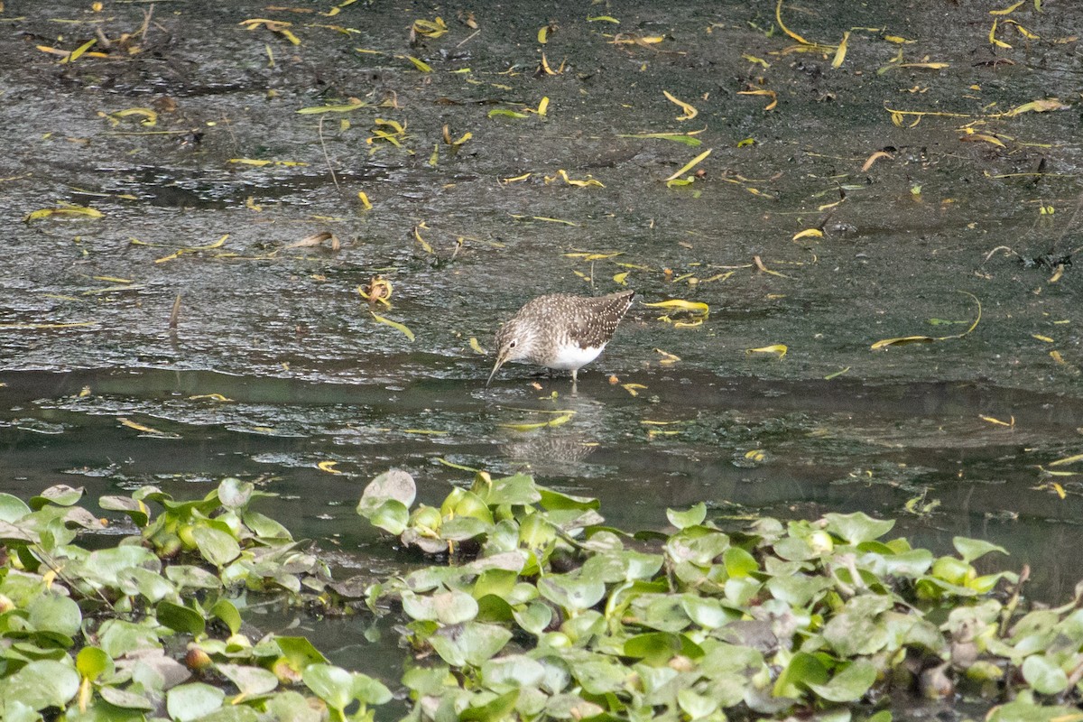 eBird Checklist - 2 Apr 2023 - Humedal Tibabuyes o Juan Amarillo - 16 ...