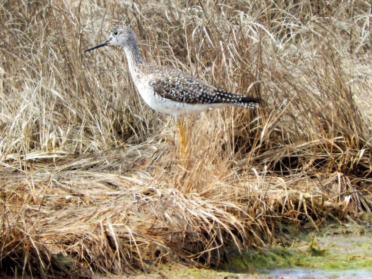 New York Breeding Bird Atlas Checklist - 31 Mar 2023 - Oceanside Marine ...