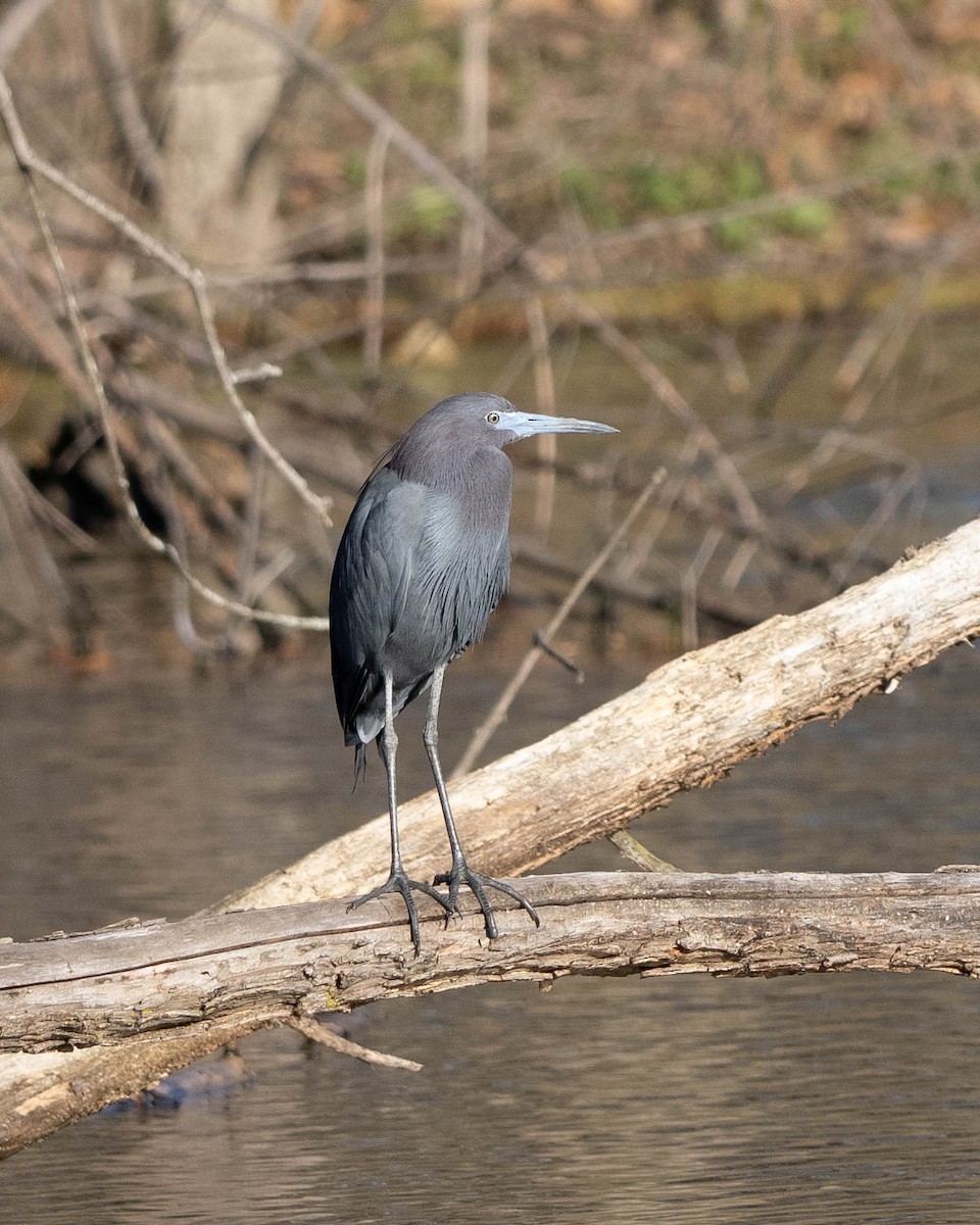 eBird Checklist - 1 Apr 2023 - Forest Park - 32 species