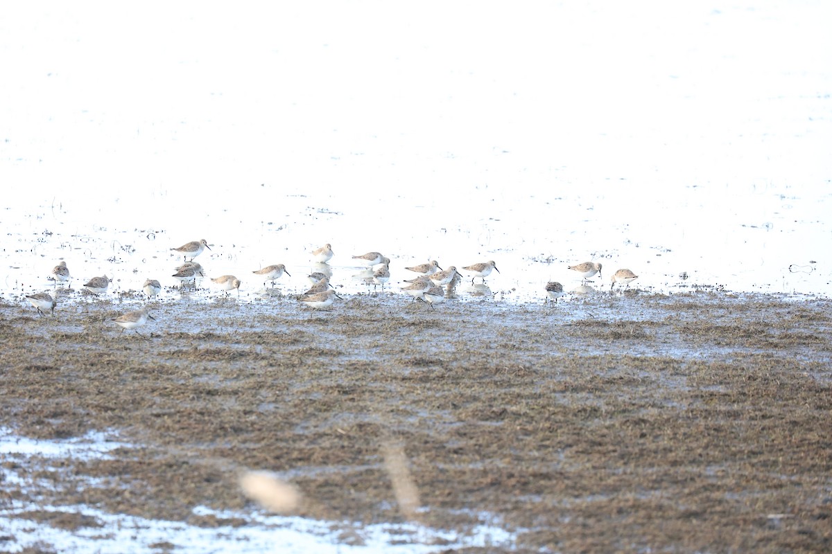 eBird Checklist - 2 Apr 2023 - Howard Marsh Metropark - 29 species
