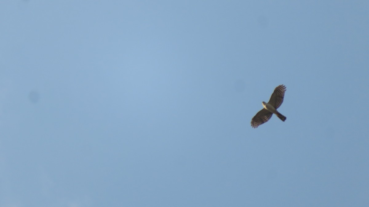 eBird Checklist - 31 Mar 2023 - El Campo - 22 species