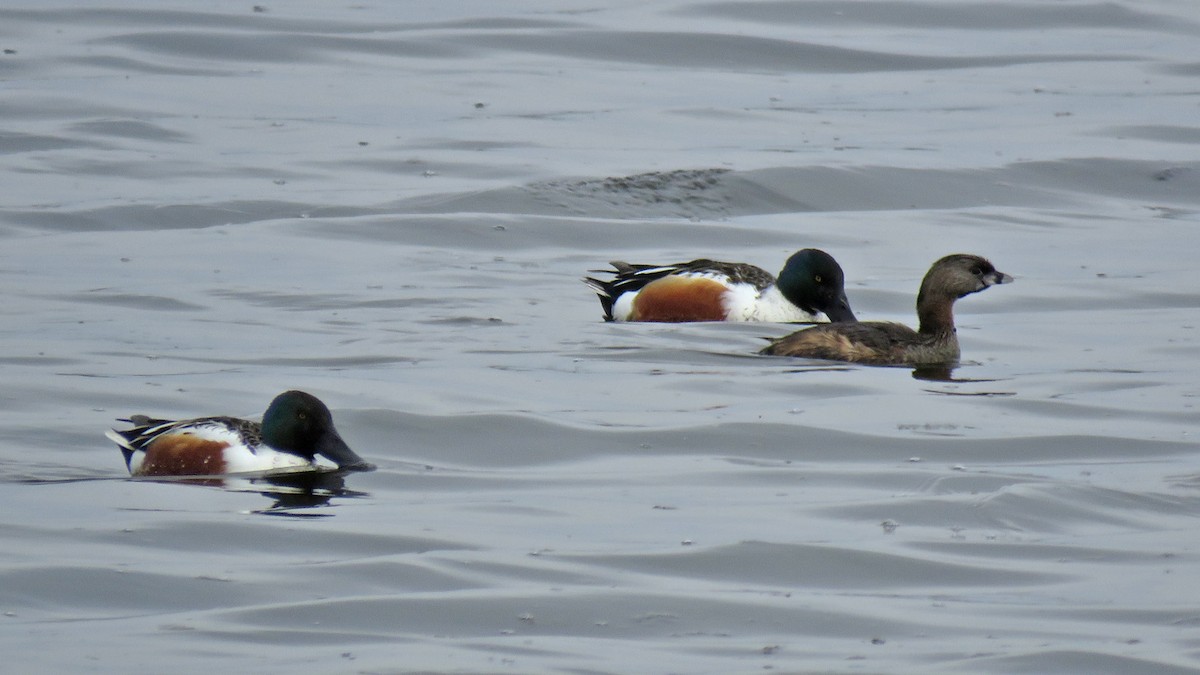 Wisconsin eBird Checklist - 2 Apr 2023 - Lake Wisconsin--Causeway - 32 ...