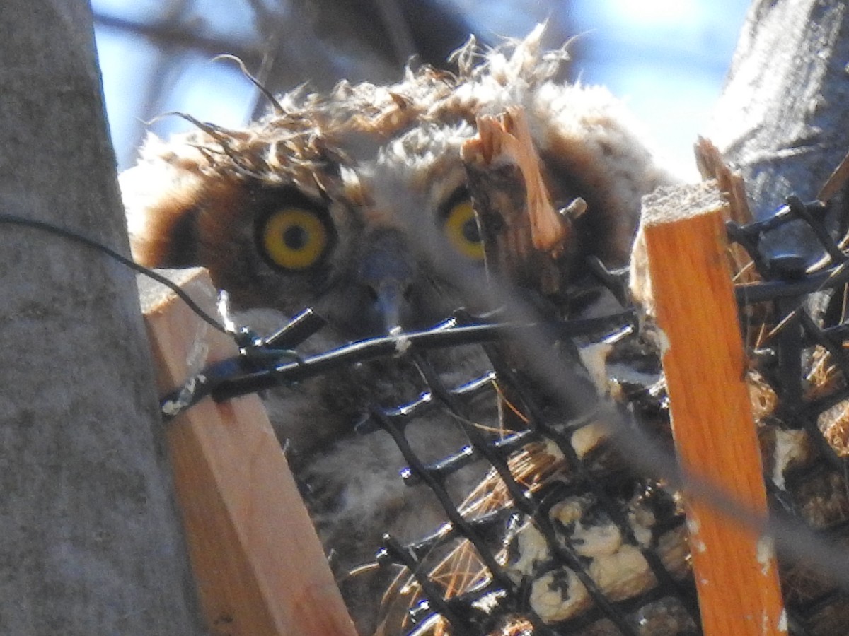 eBird Checklist - 1 Apr 2023 - Technoparc Mtl--Site général - 4 species