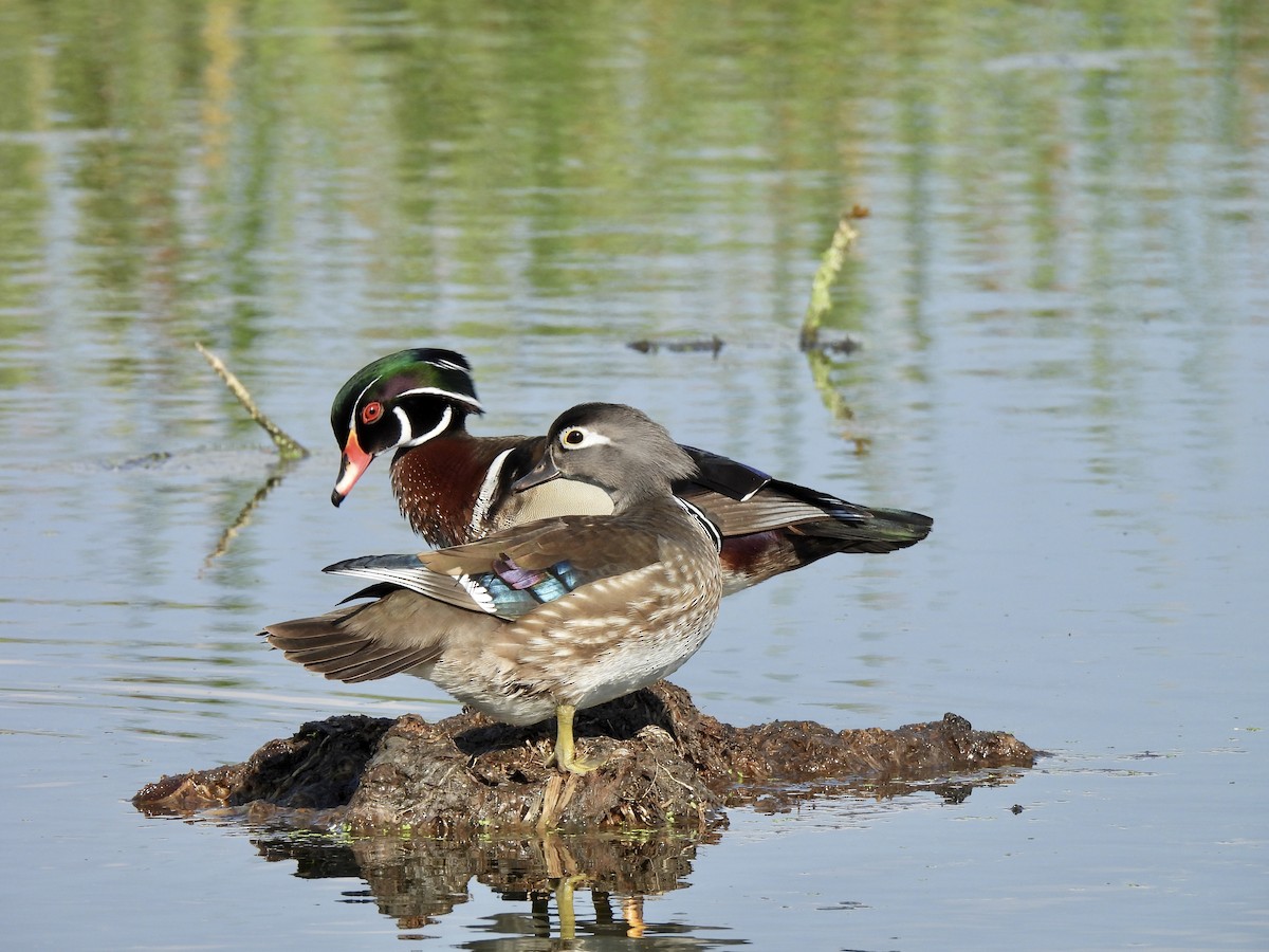 eBird Checklist - 2 Apr 2023 - Peaceful Waters Sanctuary - 35 species