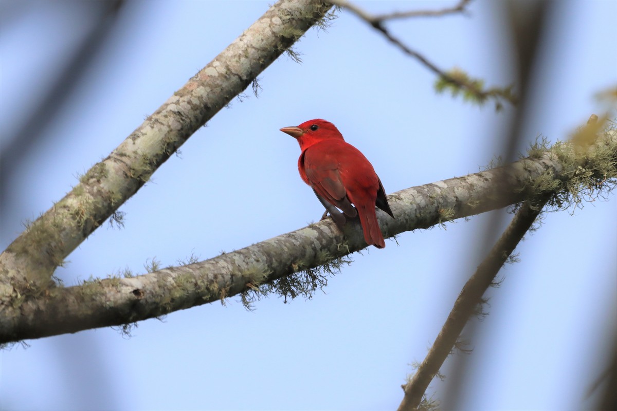 eBird Checklist - 1 Apr 2023 - High Island--Boy Scout Woods (UTC 055 ...