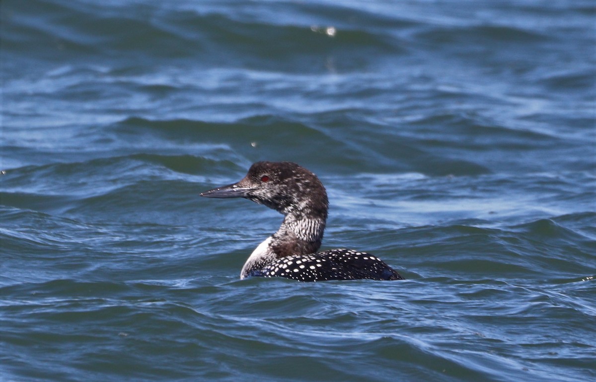 New York Breeding Bird Atlas Checklist - 2 Apr 2023 - Jones Beach SP ...