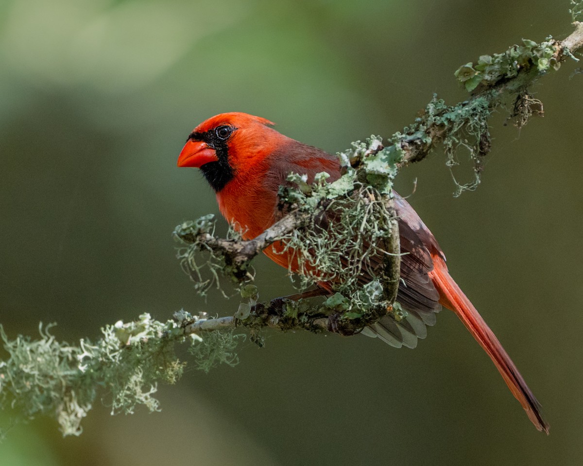 eBird Checklist - 2 Apr 2023 - Apalachicola--Lafayette Park - 24 species