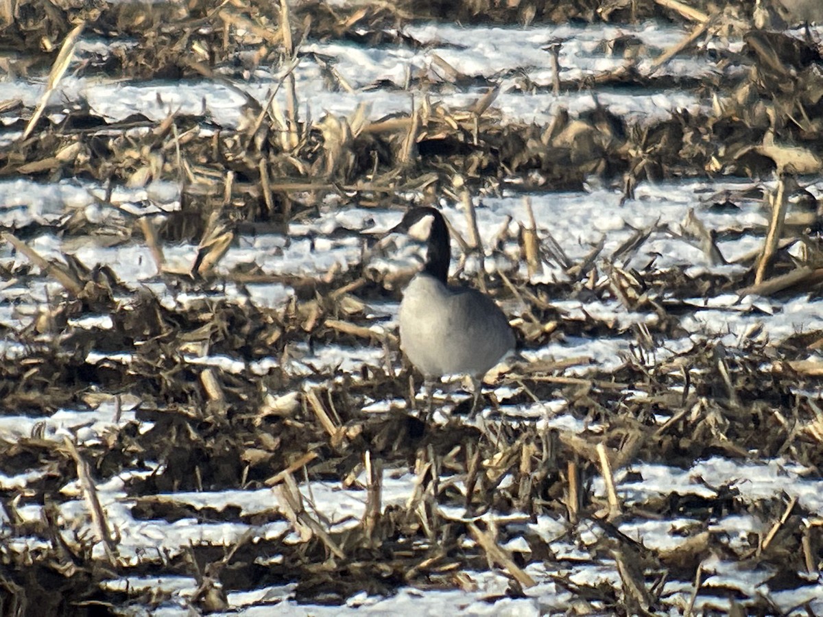 eBird Checklist - 2 Apr 2023 - Hampton Marsh (Dakota Co.) - 14 species