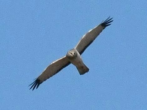 eBird Checklist - 23 Mar 2023 - Badger Drive, Tustin, WI - 1 species