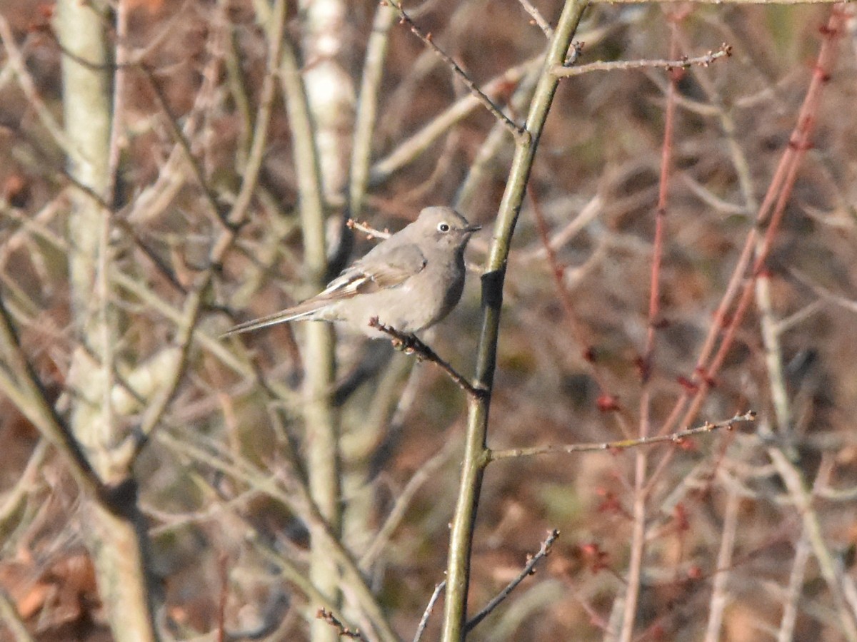 Mass Audubon eBird Checklist - 2 Apr 2023 - Atwood Reservoir WMA - 22 ...