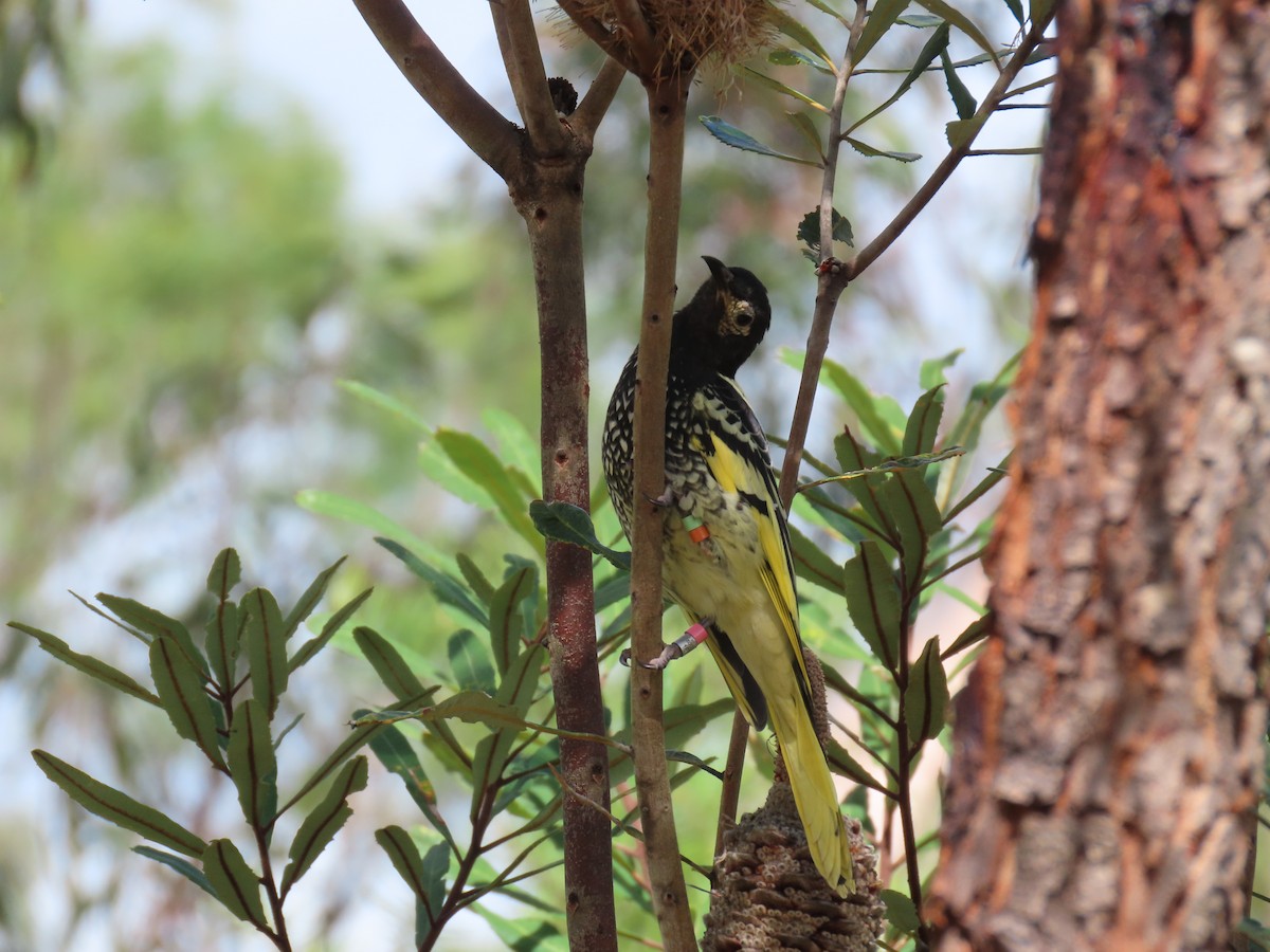 eBird Checklist - 3 Apr 2023 - Pelaw Main Loop Trail, New South Wales ...