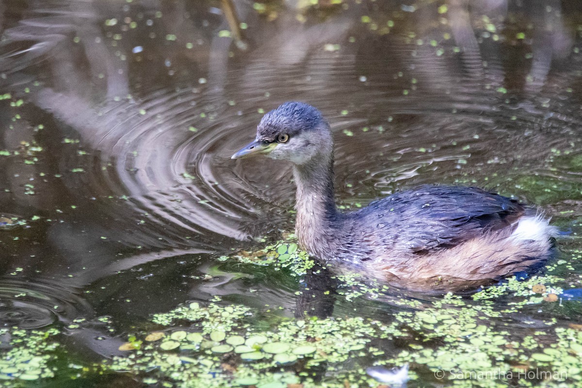 eBird Checklist - 3 Apr 2023 - Kumbartcho Sanctuary - 19 species eBird Checklist - 3 Apr 2023 - Kumbartcho Sanctuary - 19 species
