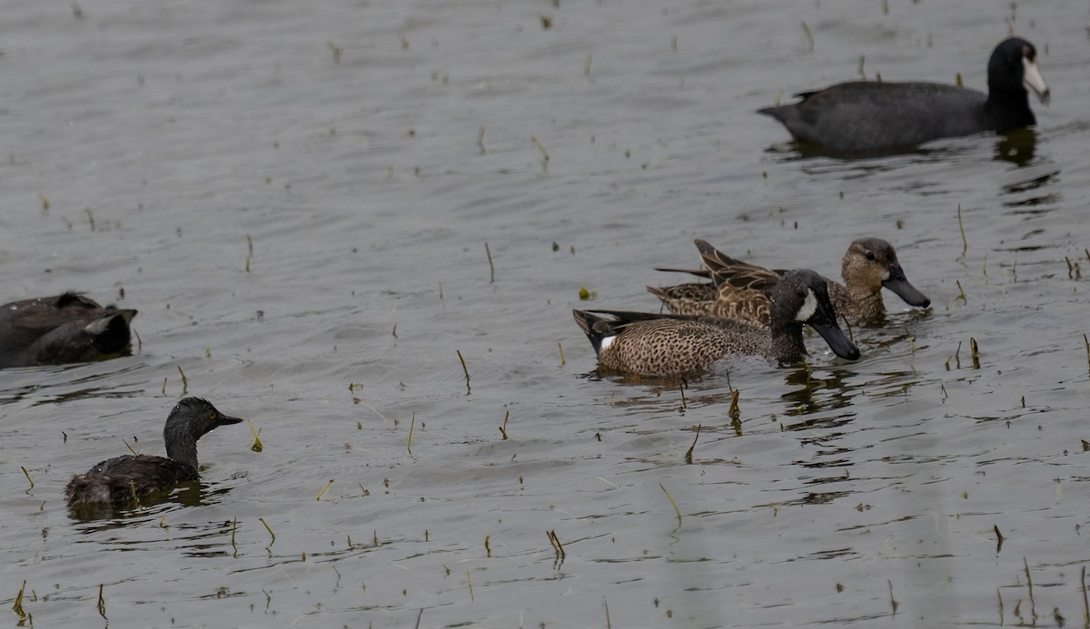 eBird Checklist - 27 Mar 2023 - Santa Ana NWR--Observation Tower - 53 ...