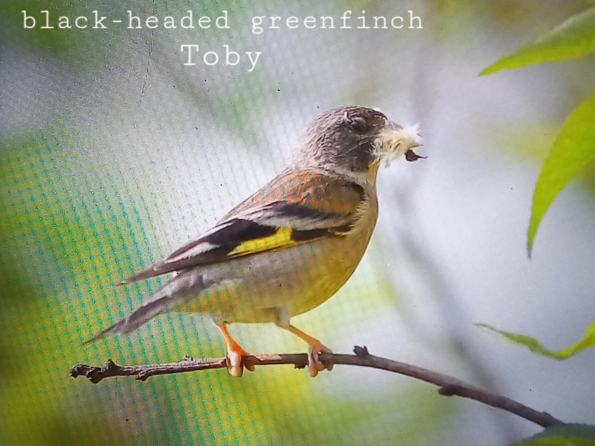 ML552902761 Black-headed Greenfinch Macaulay Library