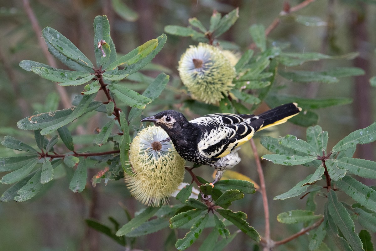 eBird Checklist - 3 Apr 2023 - Pelaw Main - 26 species