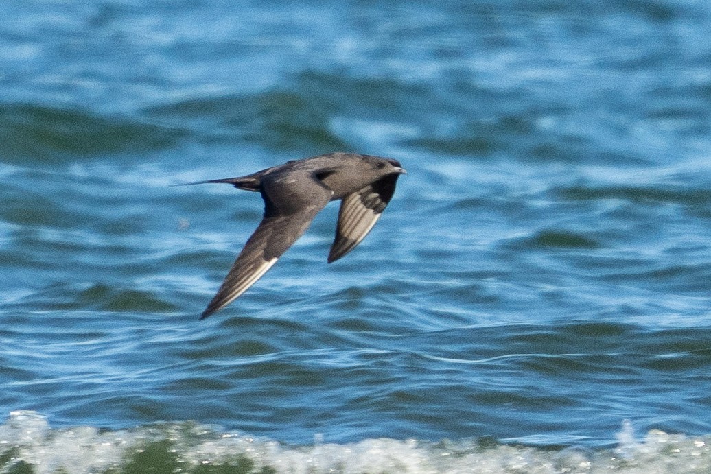 eBird Checklist - 3 Apr 2023 - Western Treatment Plant--Lake Borrie ...