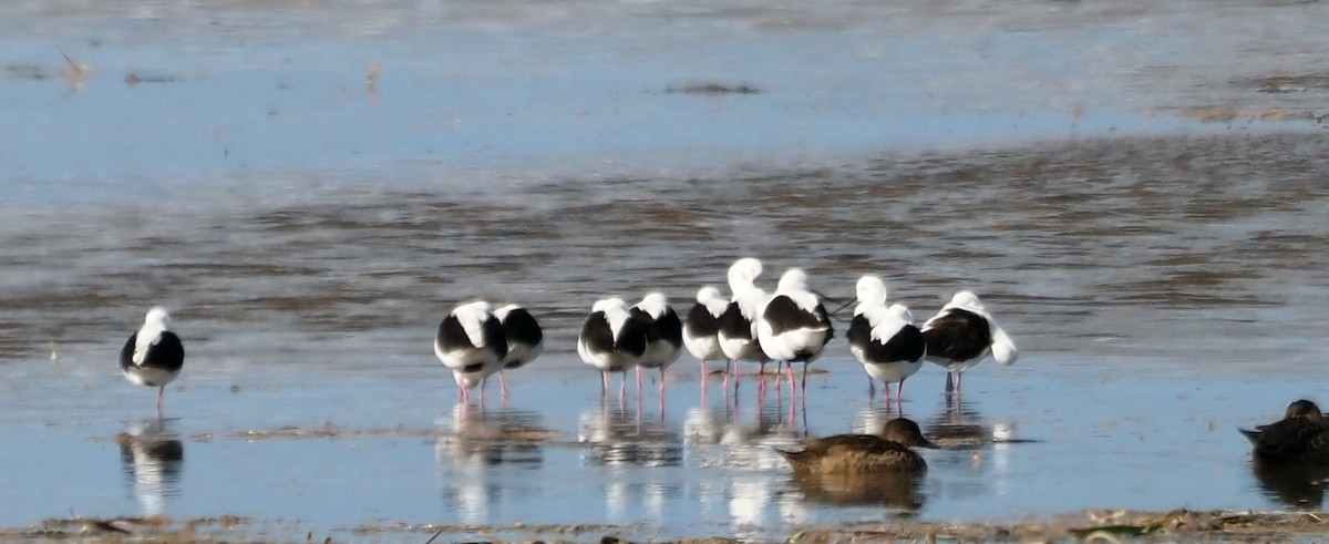 eBird Checklist - 29 Mar 2023 - Port Kenny Foreshore - 32 species