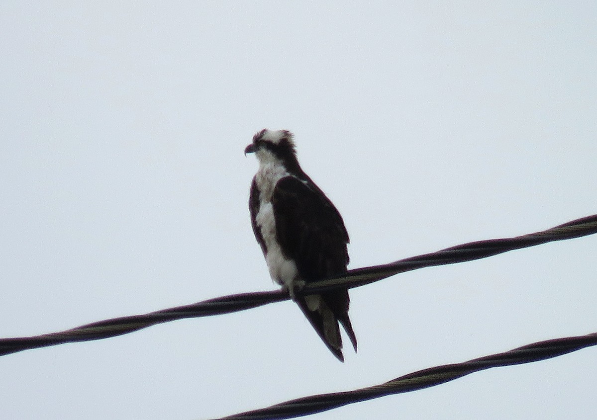 eBird Checklist - 3 Apr 2023 - Osprey Quarry - 15 species