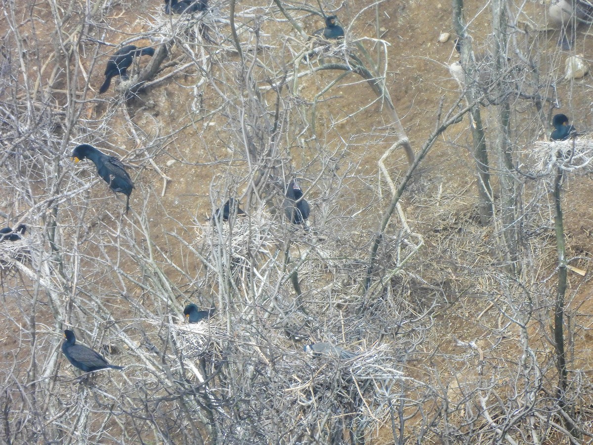 eBird Checklist - 3 Apr 2023 - McKinley Quarry - 19 species