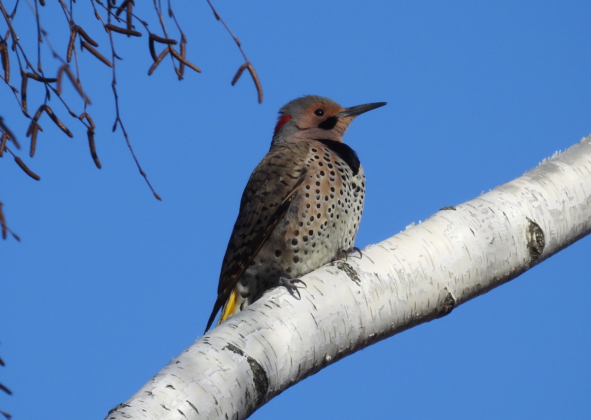 eBird Checklist - 3 Apr 2023 - Parker River NWR - 49 species