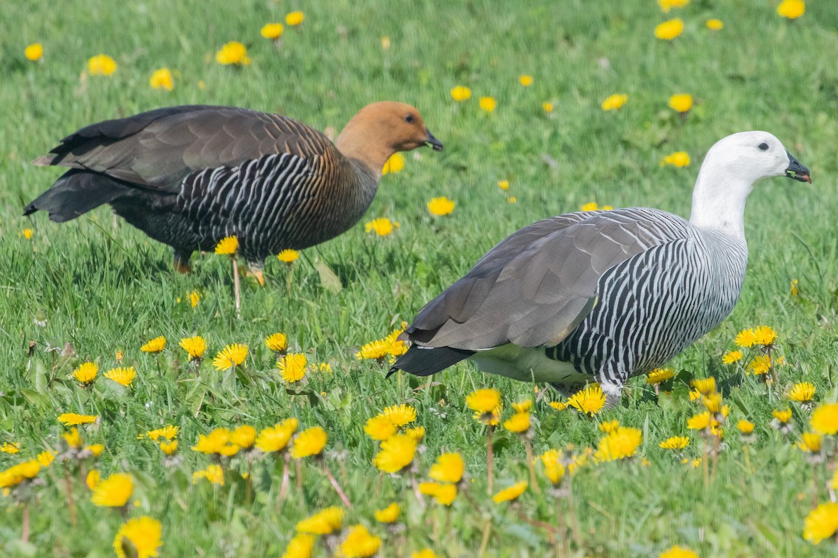 eBird Checklist - 8 Nov 2022 - Desembocadura Río Pipo - 20 species