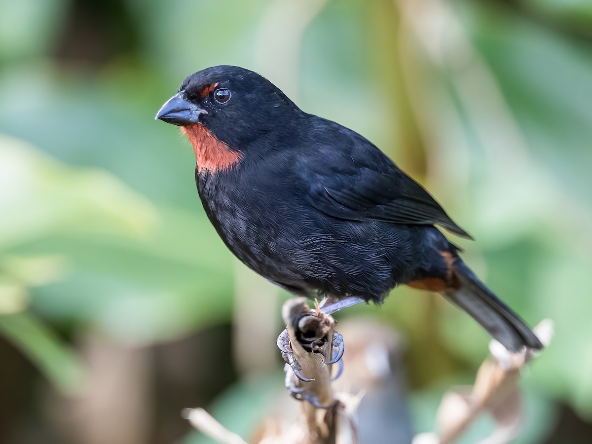 Lesser Antillean Bullfinch - Loxigilla noctis - Birds of the World