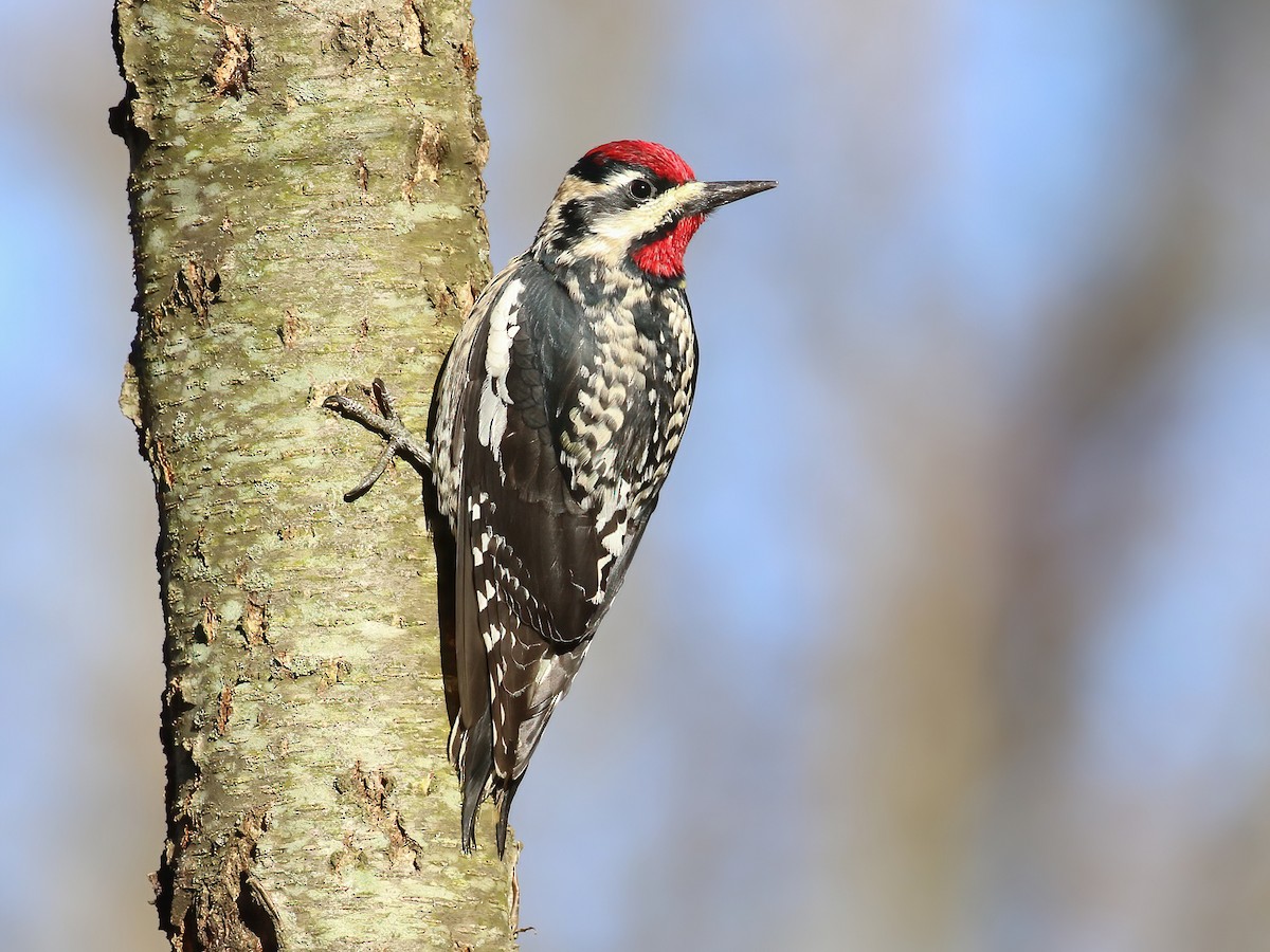 Yellow-bellied Sapsucker - Sphyrapicus varius - Birds of the World
