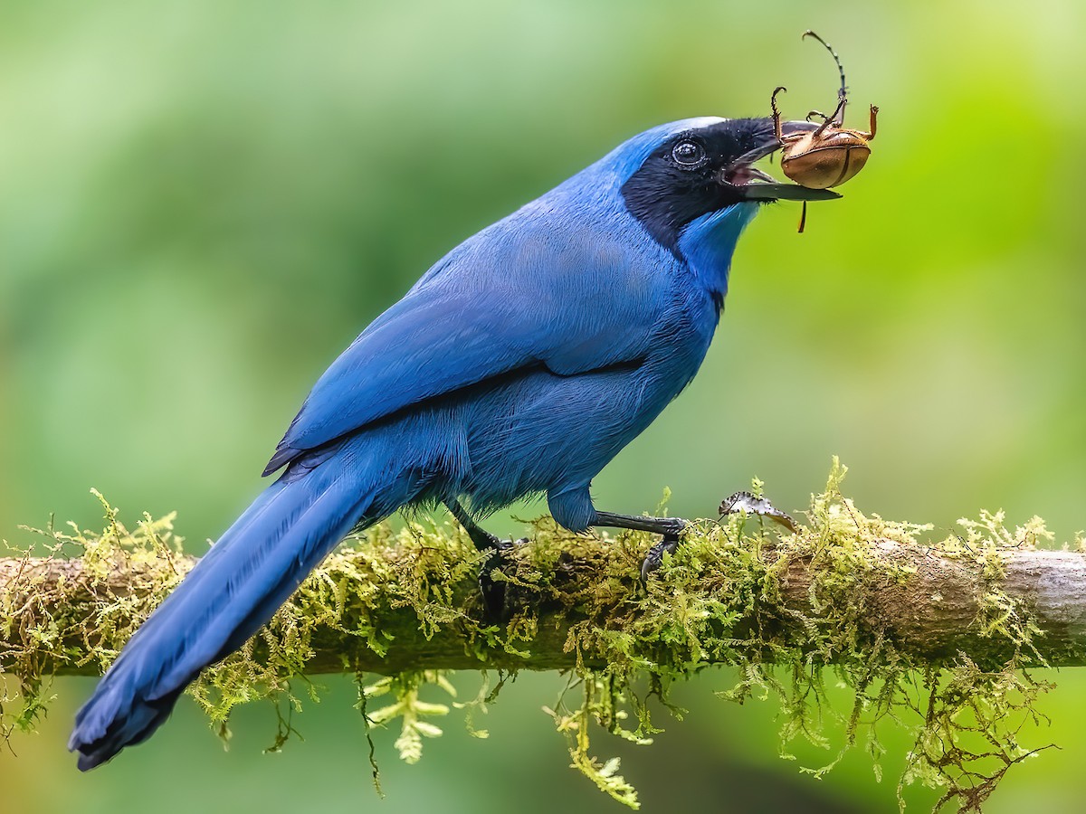 Turquoise Jay - Cyanolyca turcosa - Birds of the World